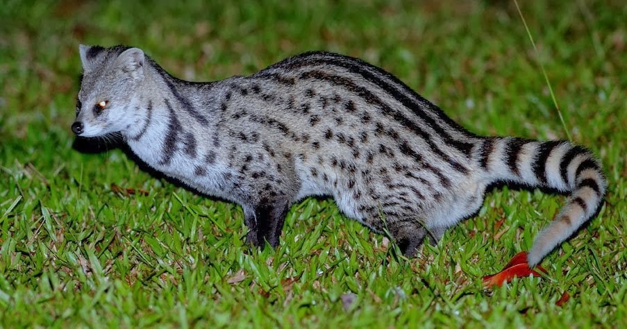 Cara Memelihara Musang Rase | Drh. Fira Sovica